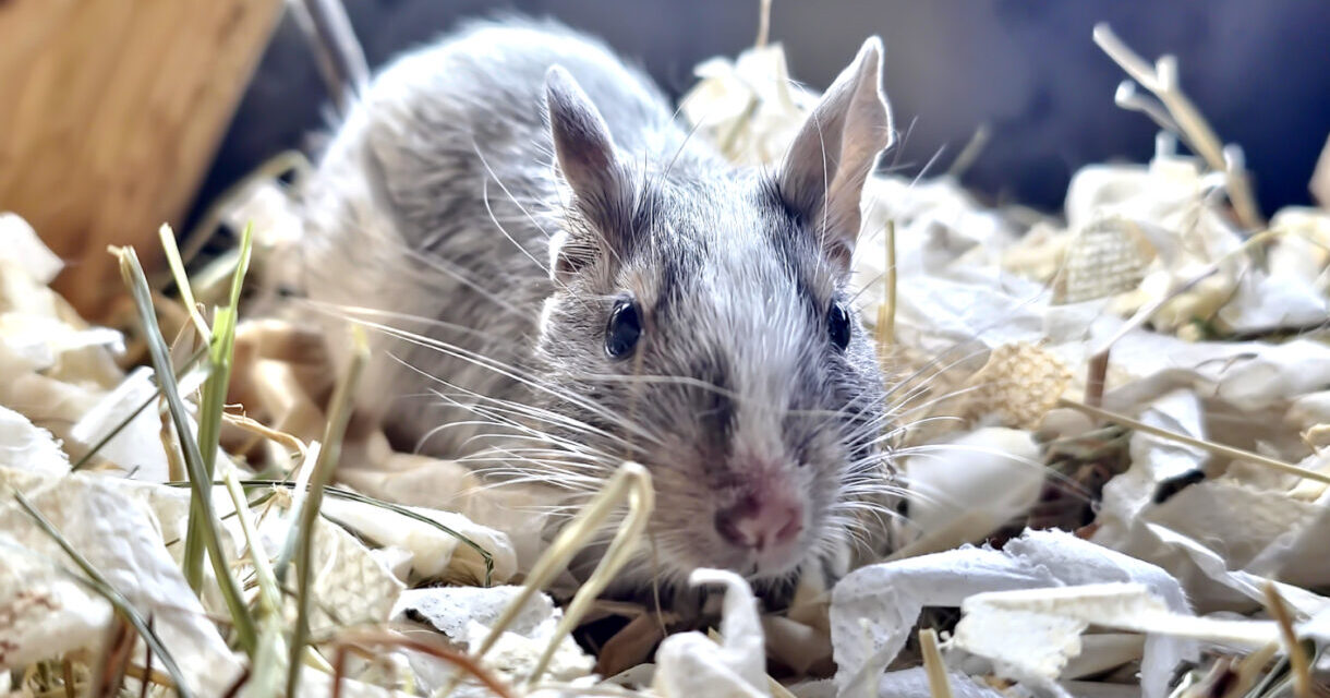Allgemeine Informationen - Degu Traum
